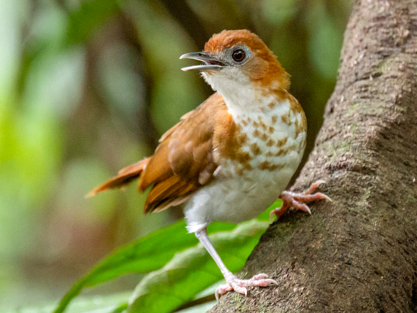 Thrush Babbler - eBird