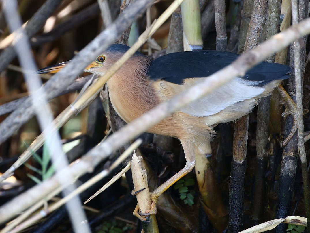 Little Bittern - eBird