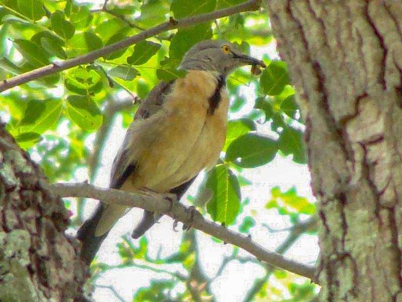 Babbling Starling - eBird