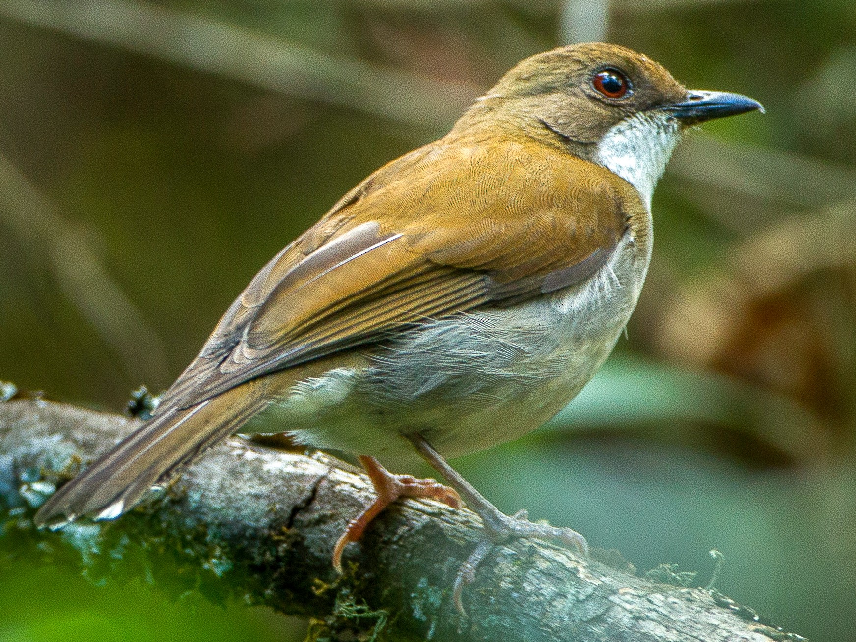 Cholo Alethe - eBird