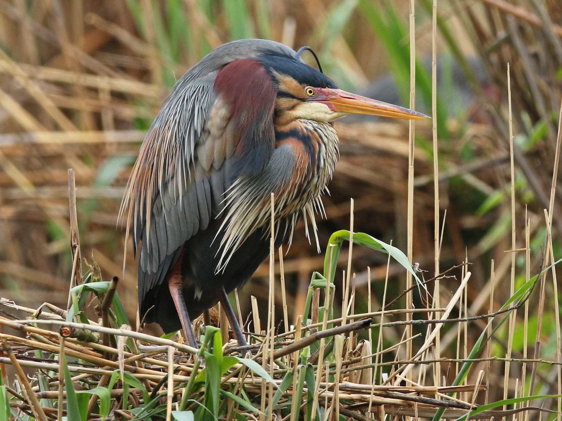 Purple Heron - eBird