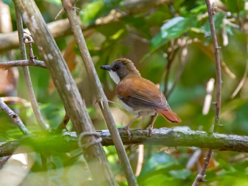 White-chested Alethe - eBird