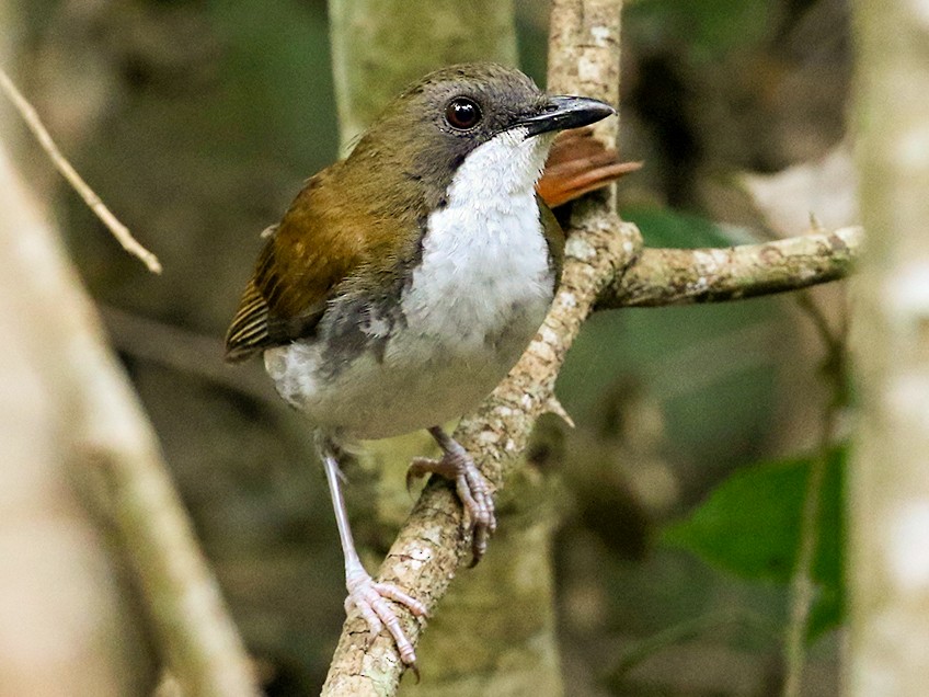 White-chested Alethe - eBird