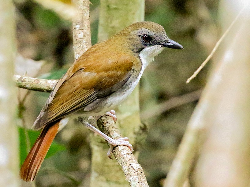 White-chested Alethe - eBird