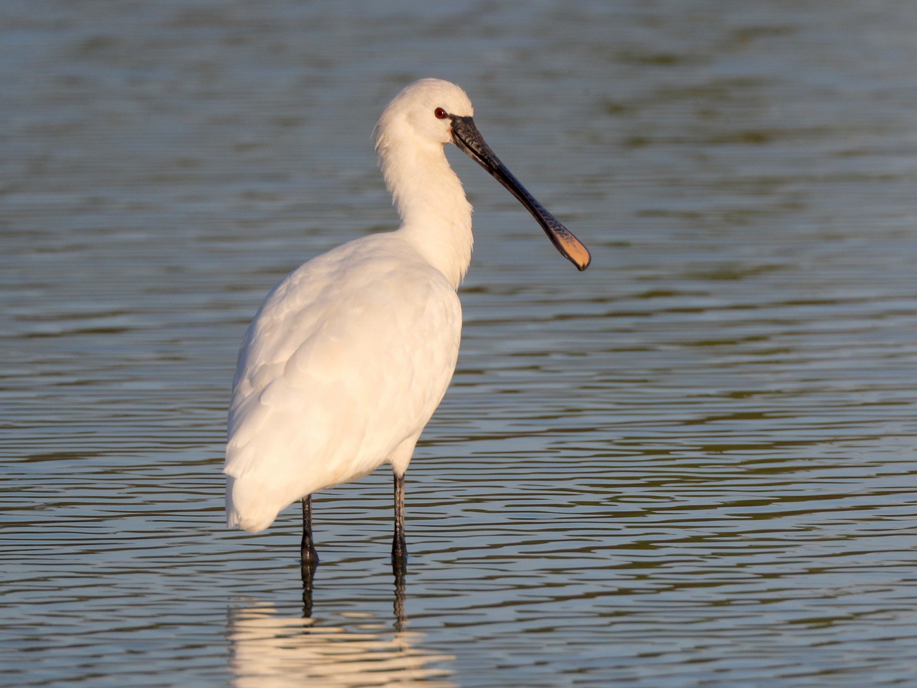Eurasian Spoonbill - eBird