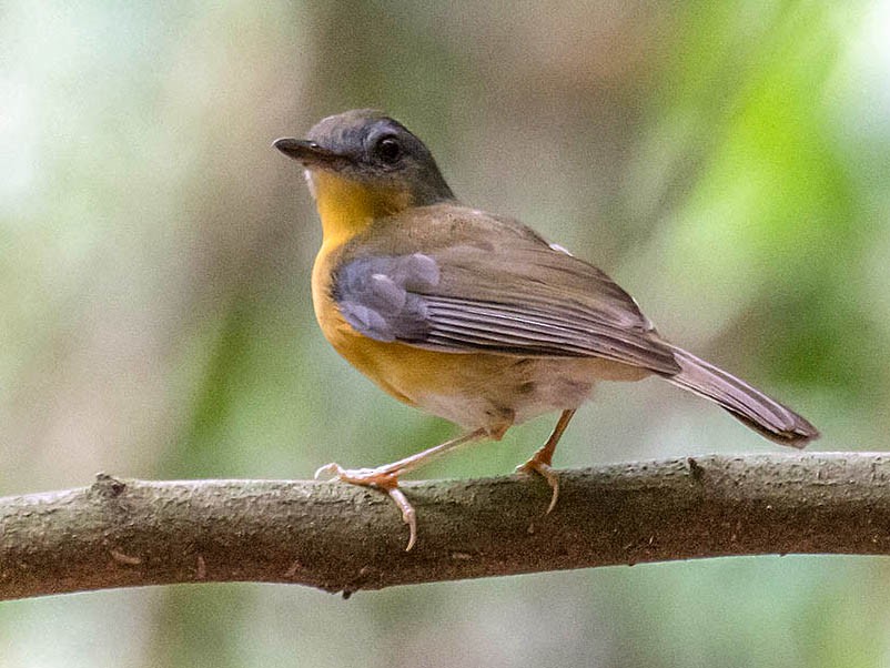 East Coast Akalat - eBird