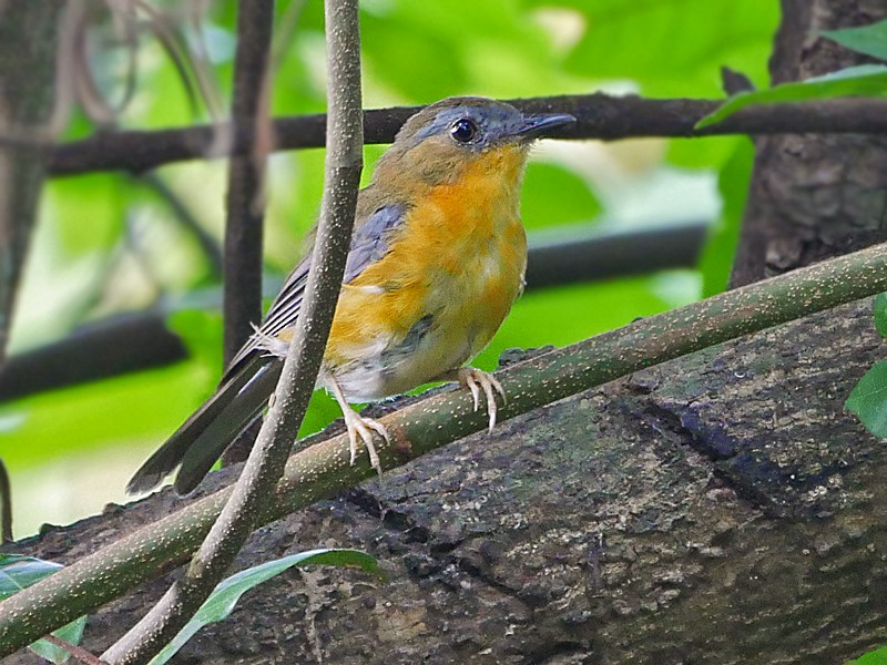East Coast Akalat - eBird