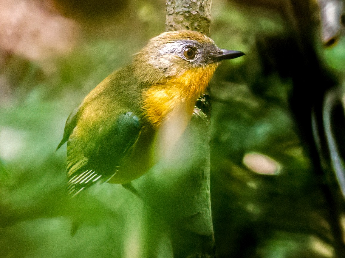 East Coast Akalat - eBird