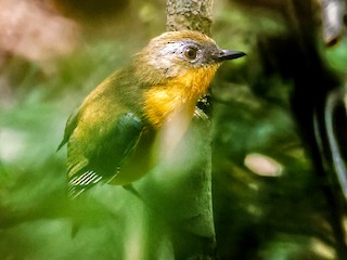 East Coast Akalat - eBird