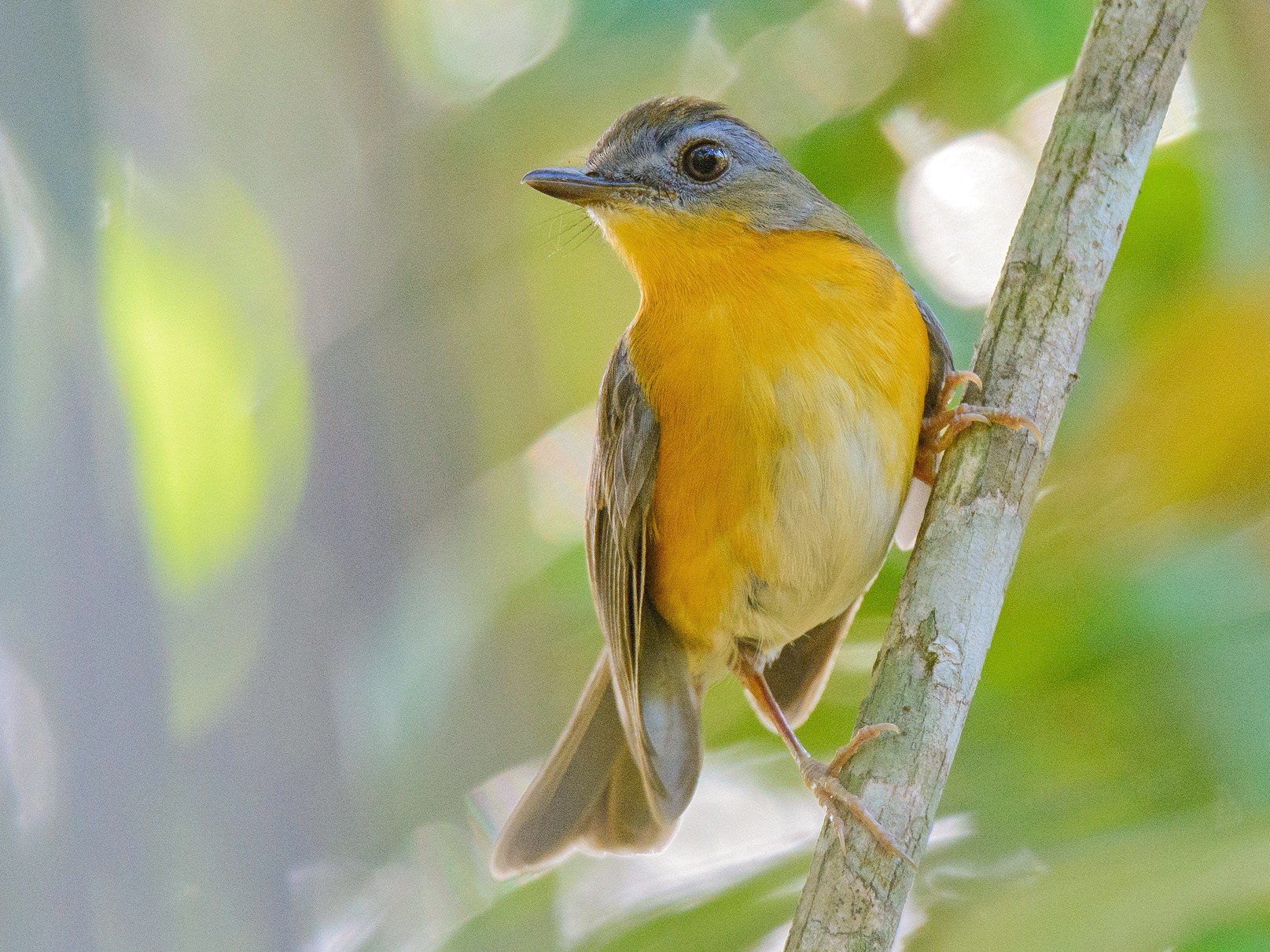 East Coast Akalat - eBird