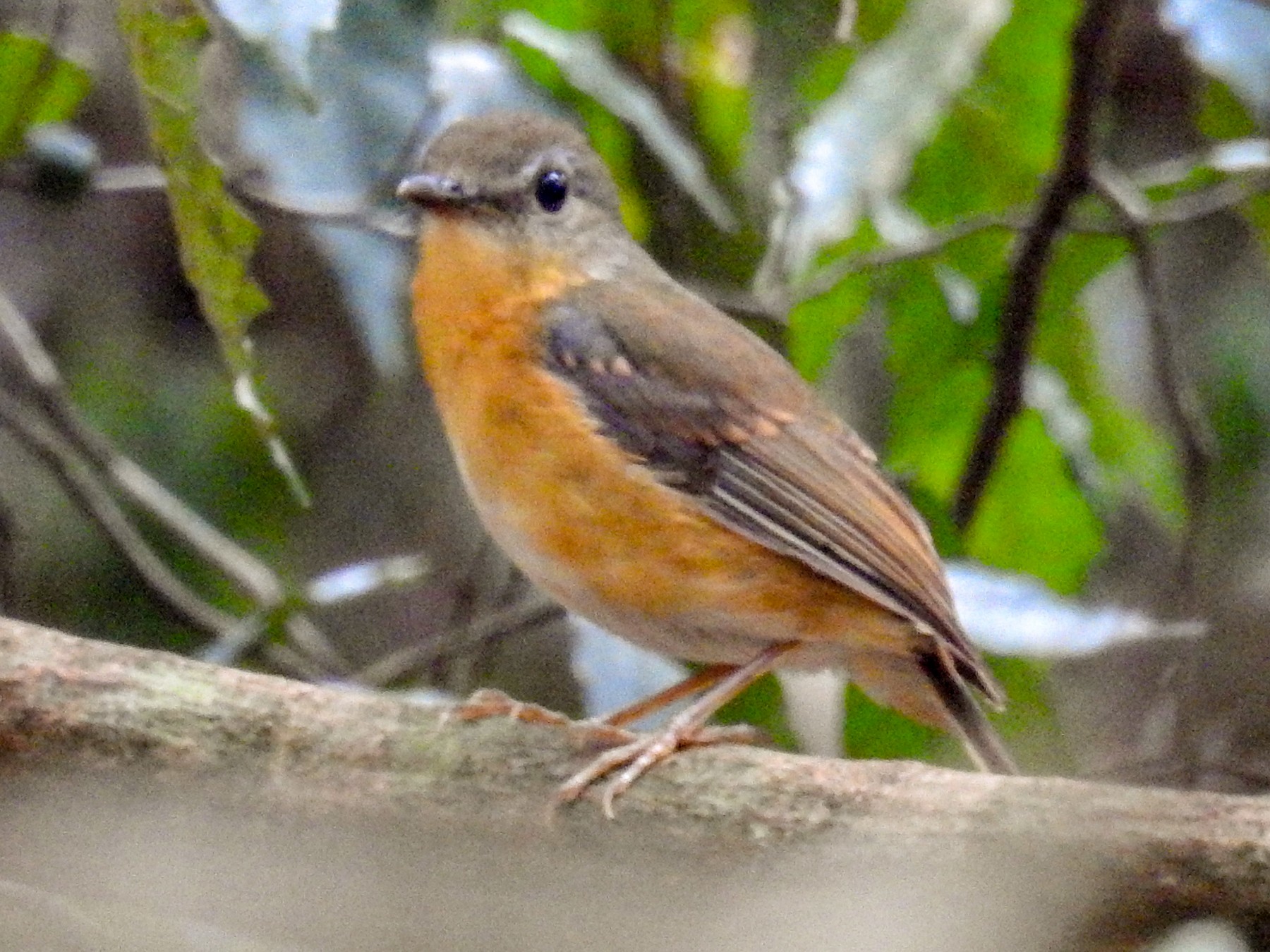 East Coast Akalat - eBird