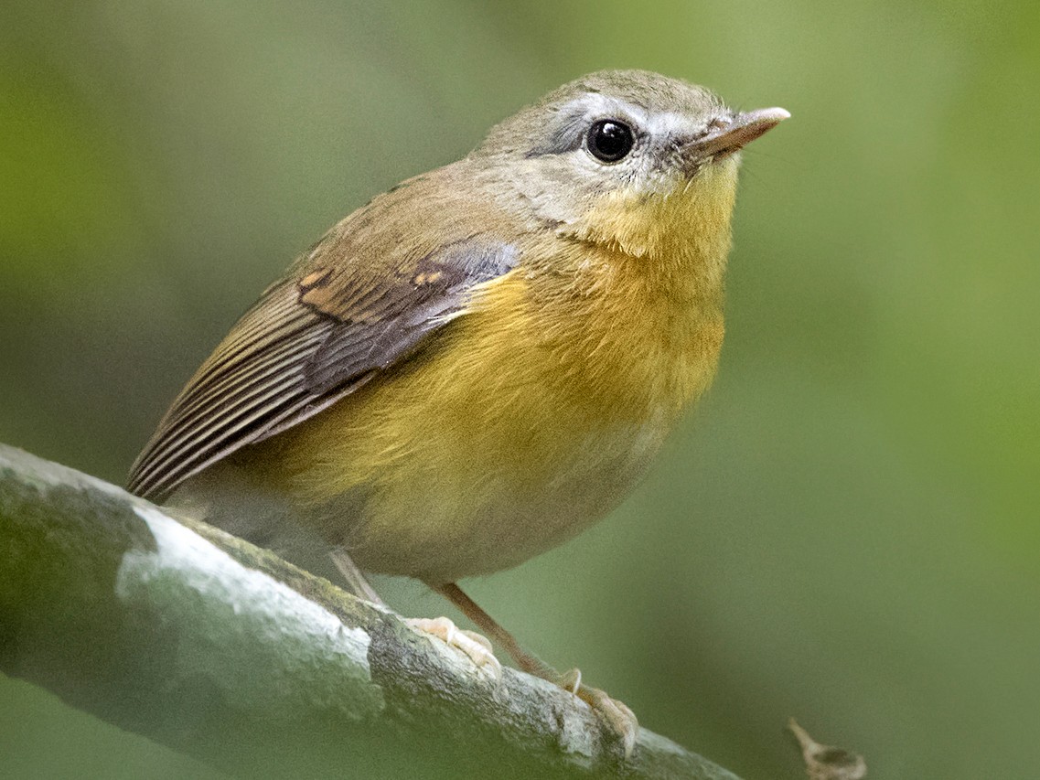 East Coast Akalat - eBird