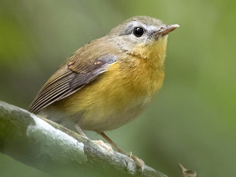 East Coast Akalat - eBird