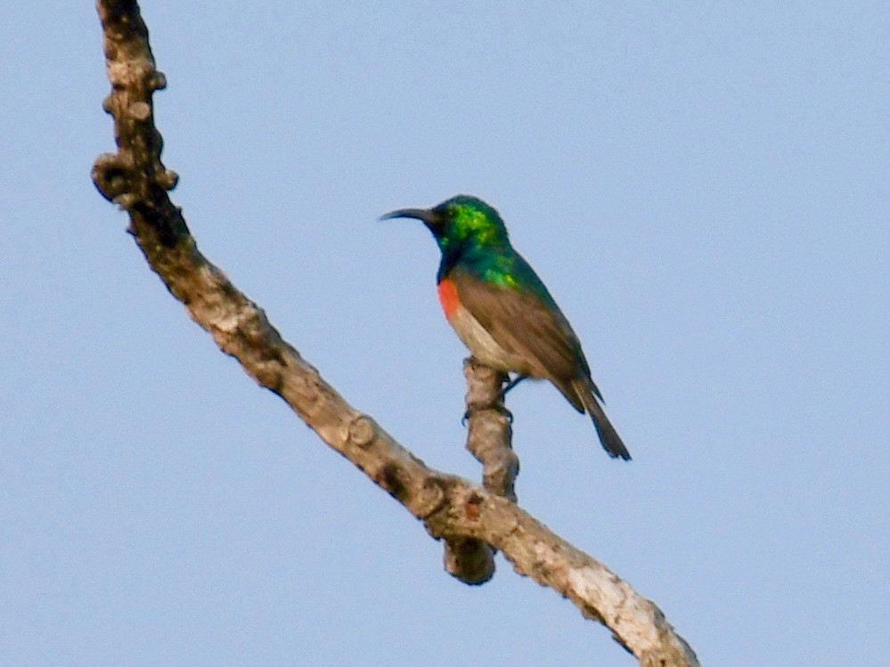 Western Miombo Sunbird - eBird