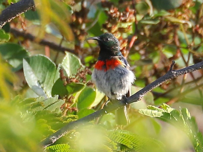 Western Miombo Sunbird - eBird