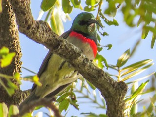 Western Miombo Sunbird - eBird