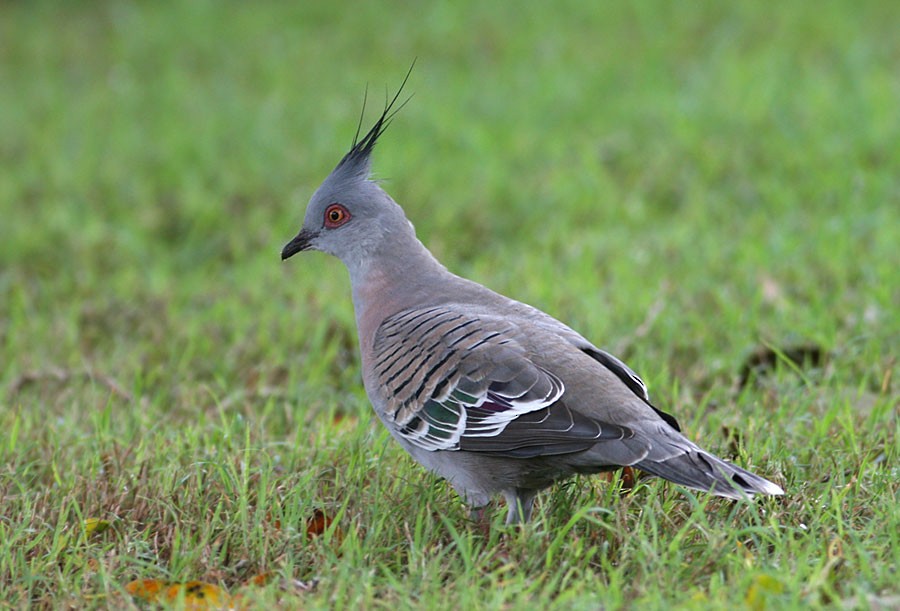 eBird Checklist - 6 Apr 2009 - Swift Park (Nerang) - 15 species
