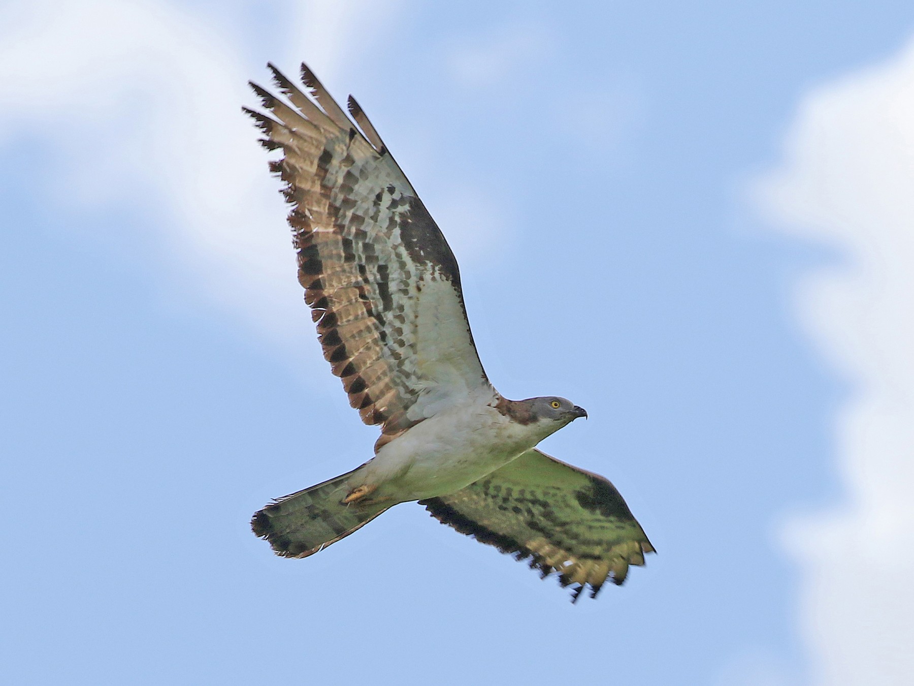 European Honey-buzzard - eBird