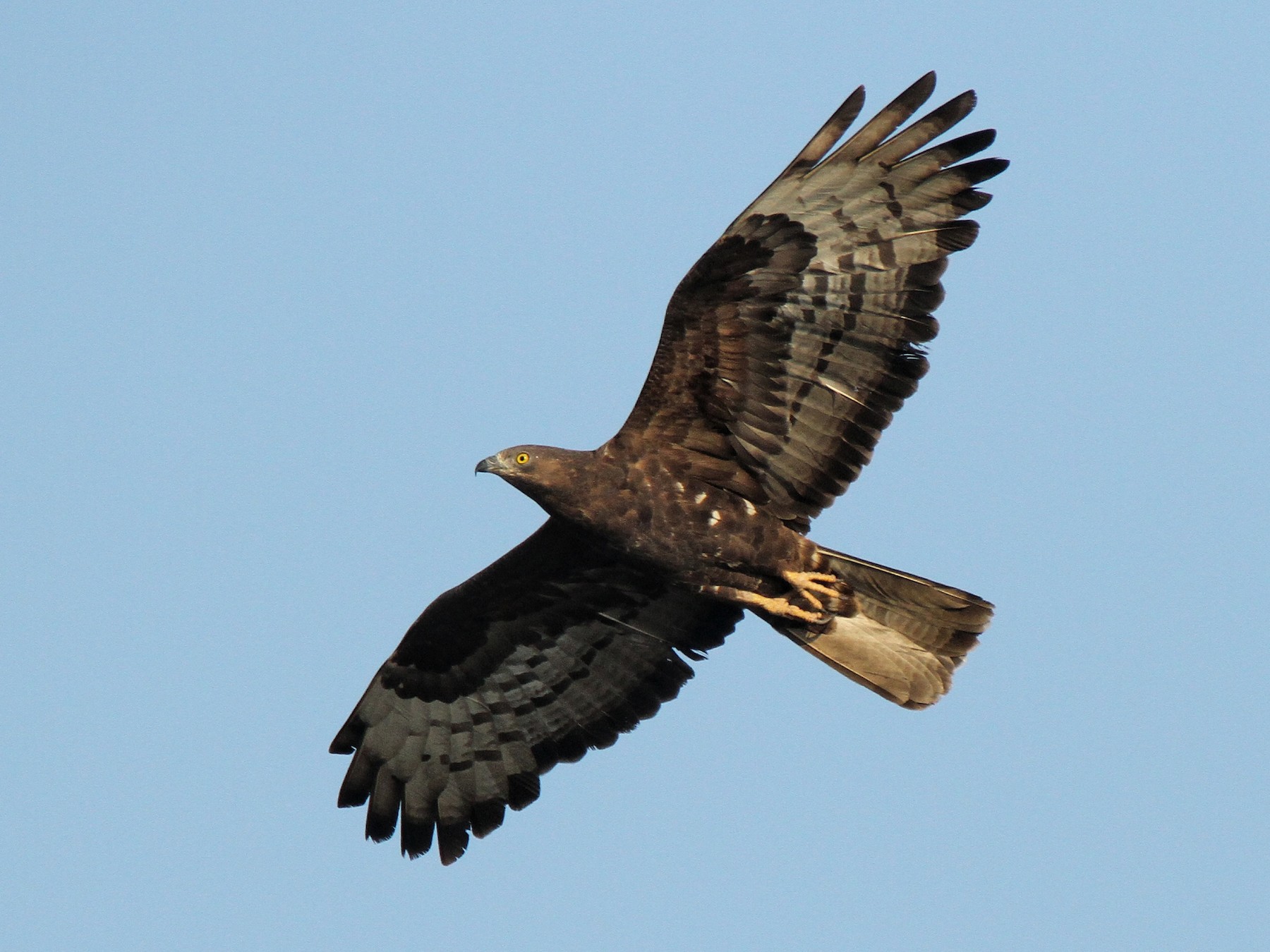 European Honey-buzzard - eBird