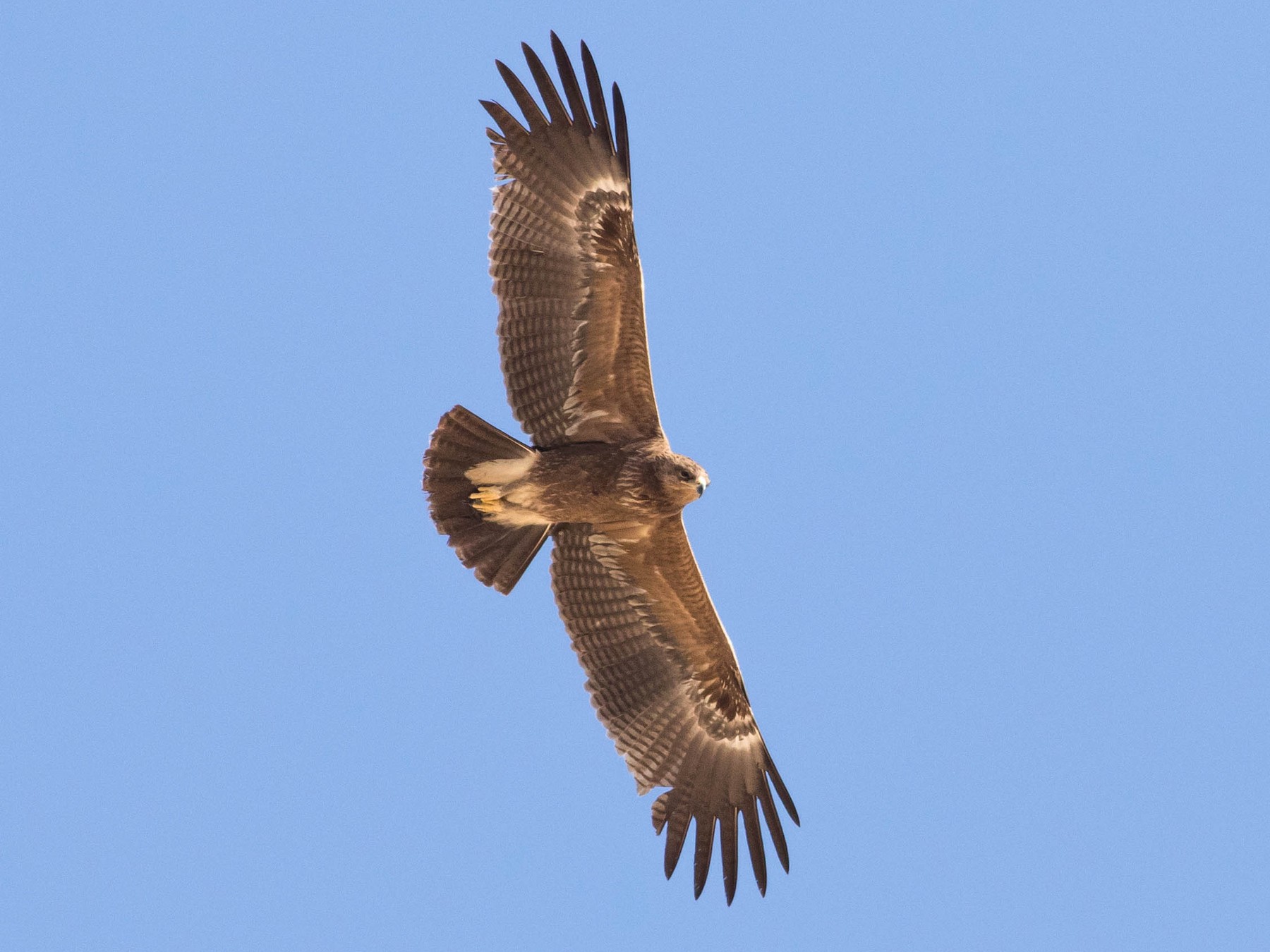 Lesser Spotted Eagle - eBird