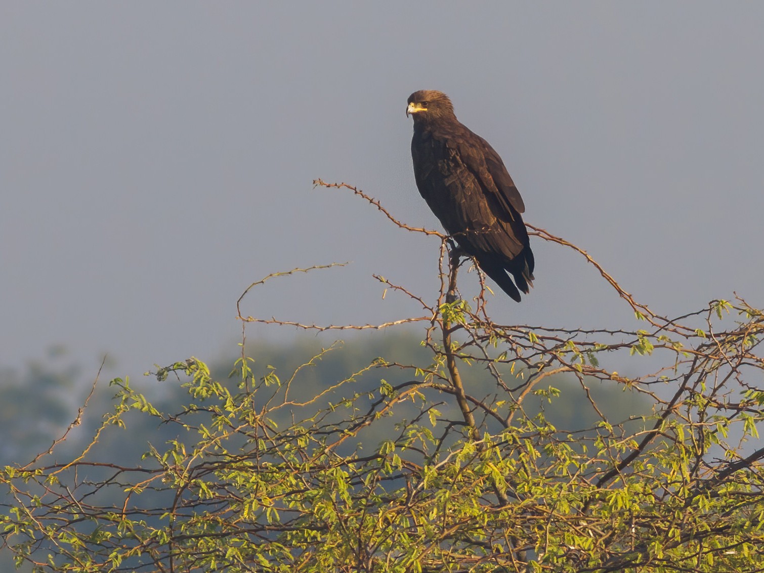 Greater Spotted Eagle - eBird