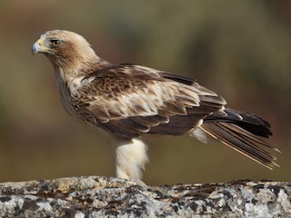 Aigle botté - eBird