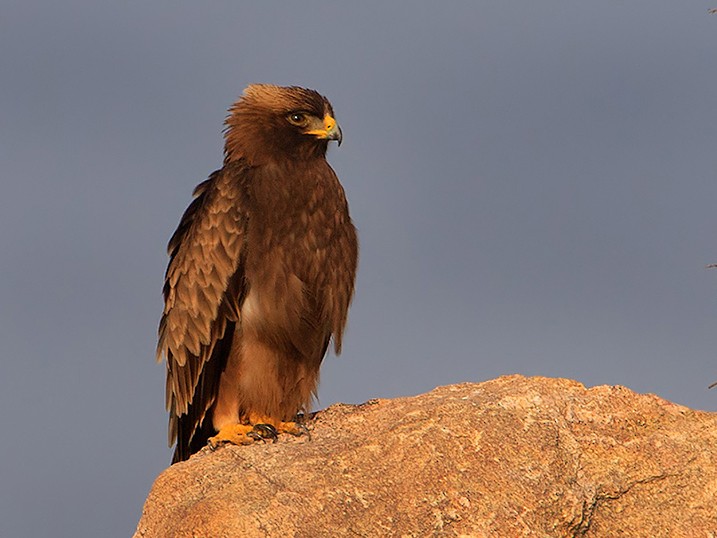 Booted Eagle - eBird