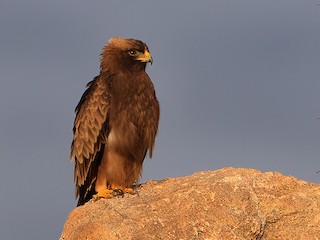 Booted Eagle - eBird