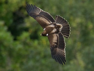 Booted Eagle - eBird
