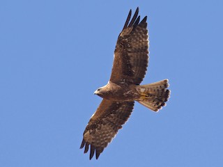 Águila calzada - eBird