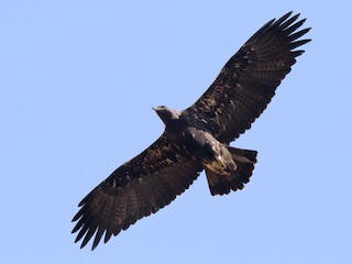Eastern Imperial Eagle - eBird