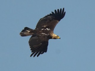 Imperial Eagle - eBird