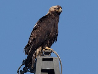Imperial Eagle - eBird