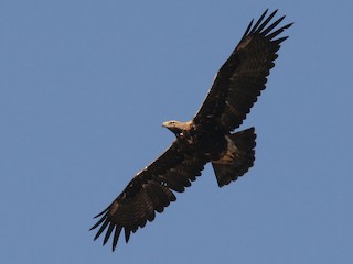 Imperial Eagle - eBird