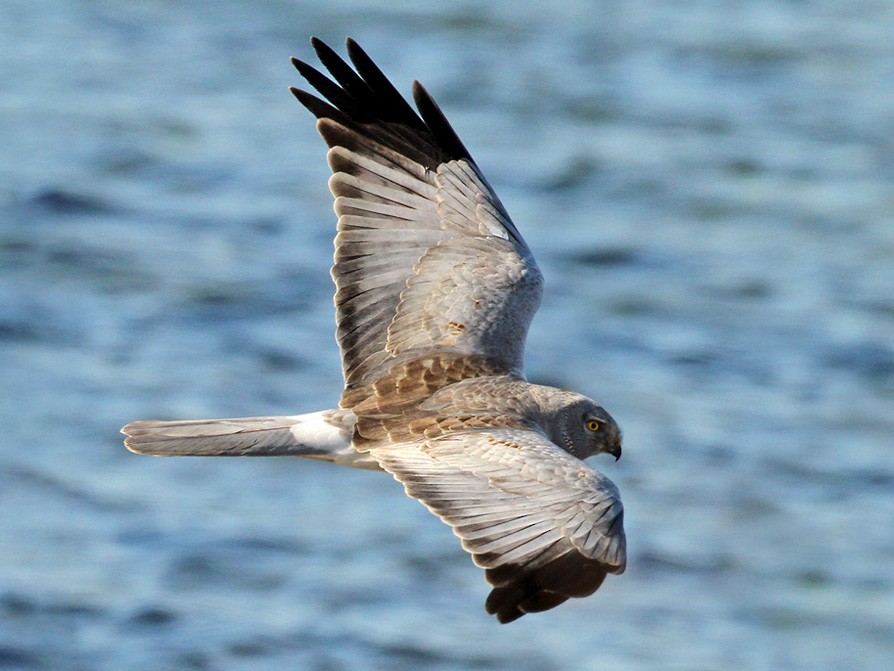 Hen Harrier - eBird
