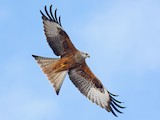 Red Kite - Abundance map: Non-breeding - eBird Status and Trends