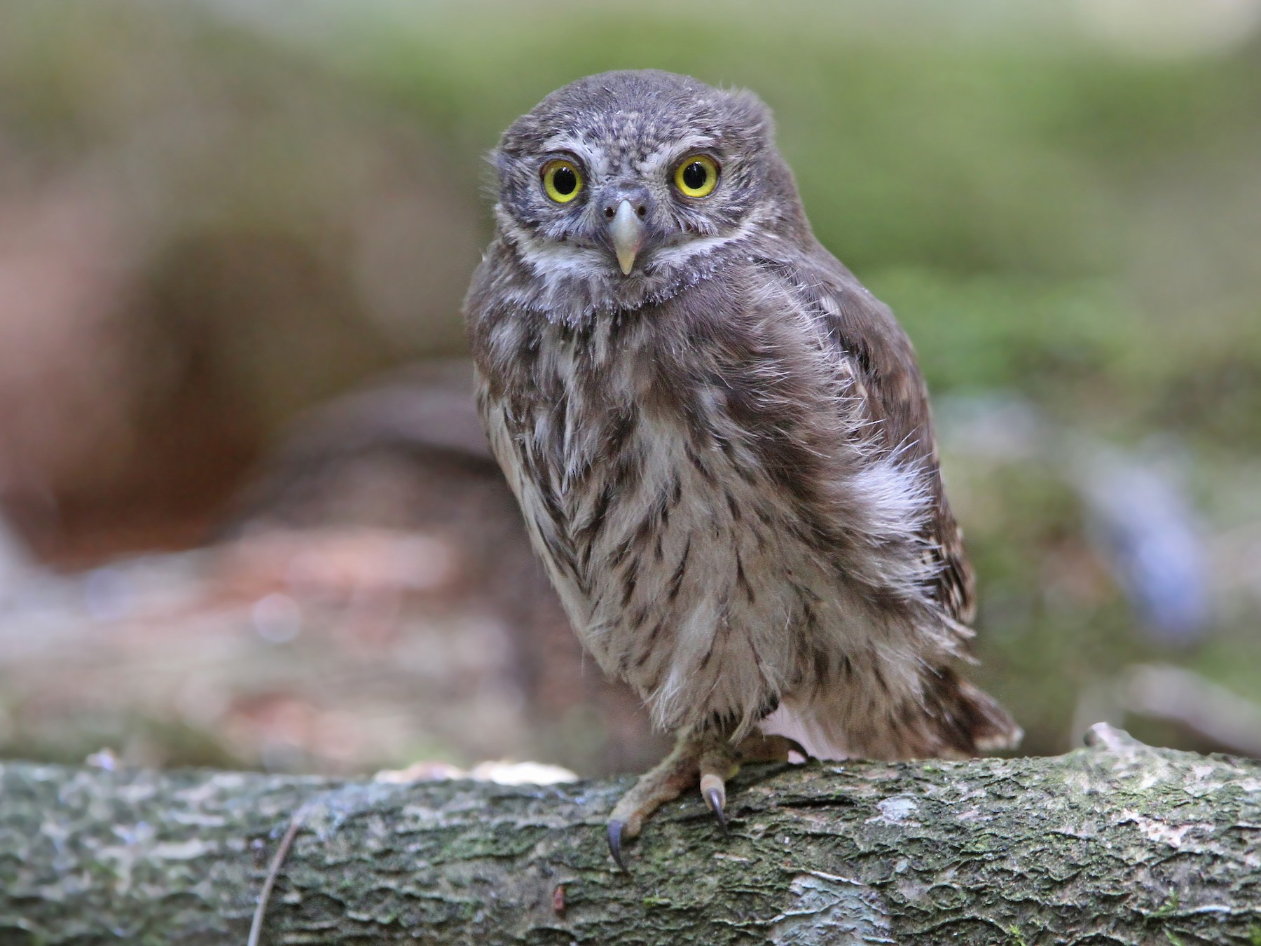 Eurasian Pygmy-Owl - eBird