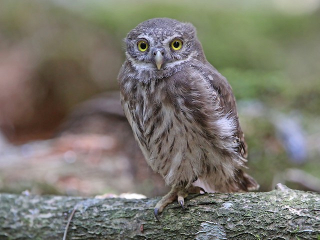 Cute Baby Pygmy Owl