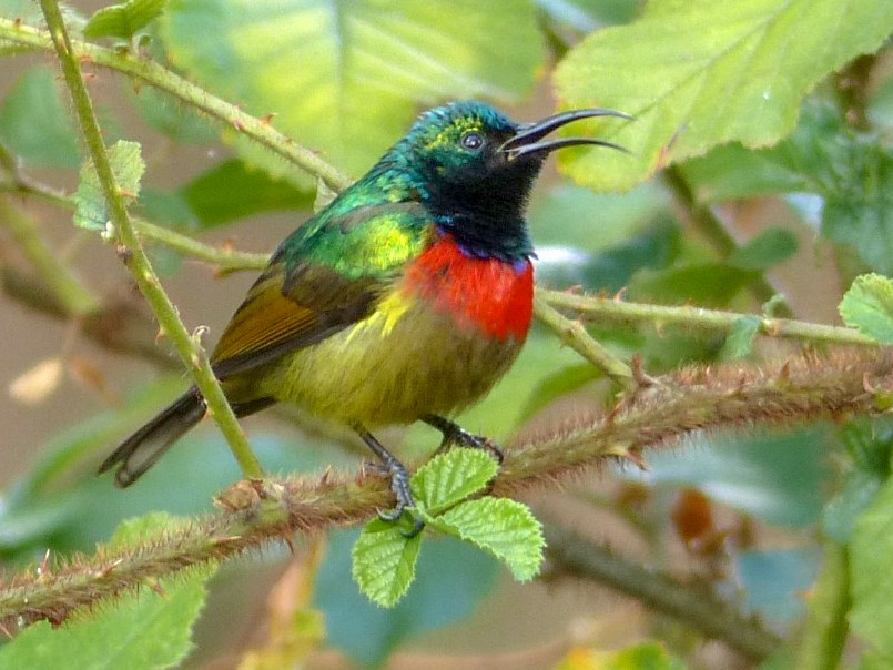 Forest Double-collared Sunbird - eBird