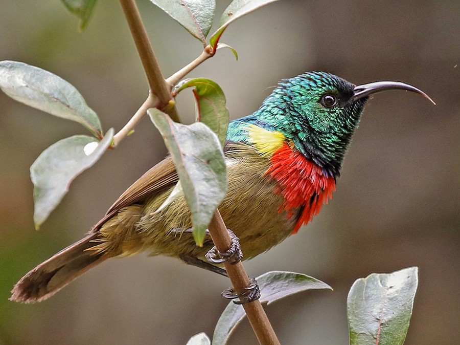 Forest Double-collared Sunbird - eBird
