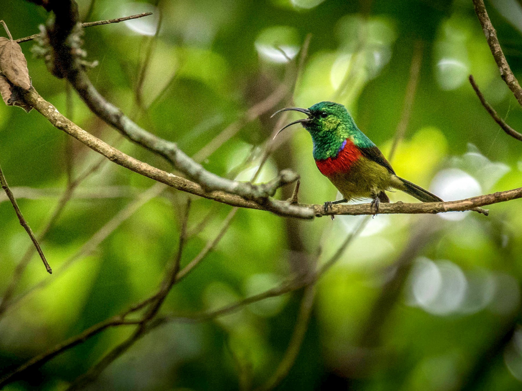 Forest Double-collared Sunbird - eBird