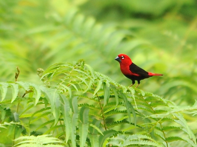 Black-bellied Seedcracker - eBird