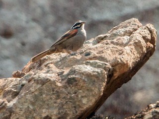 Cape Bunting (Vincent's) - eBird