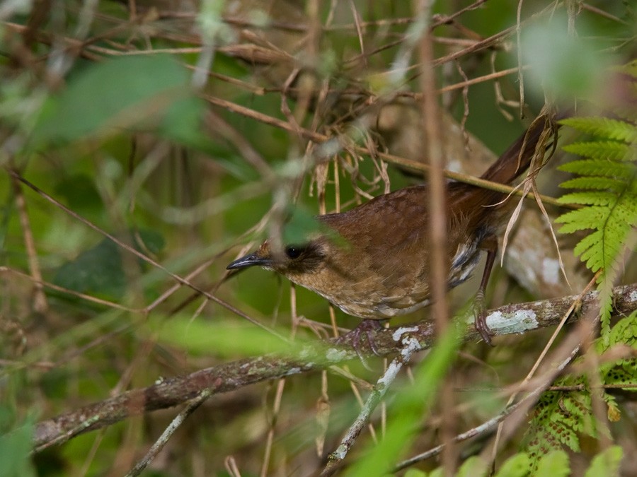 Evergreen-forest Warbler (Eastern) - eBird