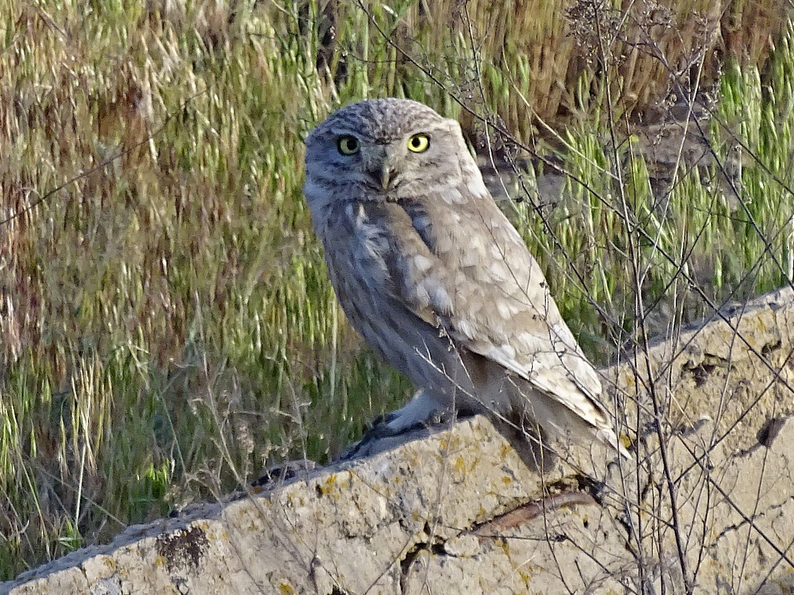 Little Owl - eBird