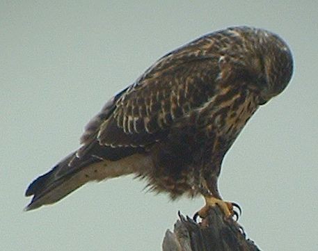 Swainson's x Rough-legged Buzzard (hybrid) - eBird