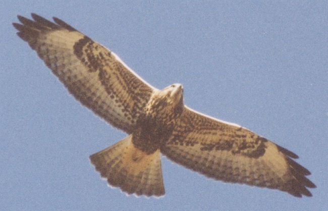 Swainson's x Rough-legged Hawk (hybrid) - eBird