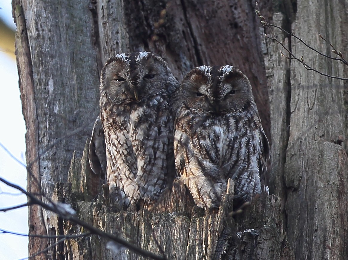 Tawny Owl - eBird