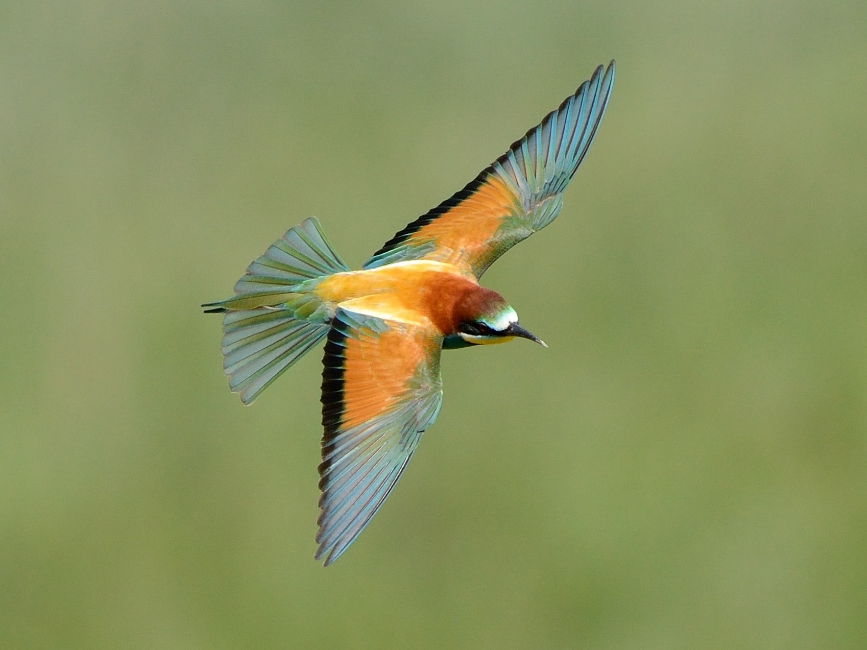 European Bee-eater - eBird