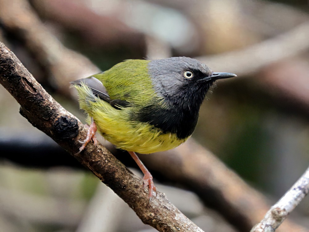 Namuli Apalis - eBird